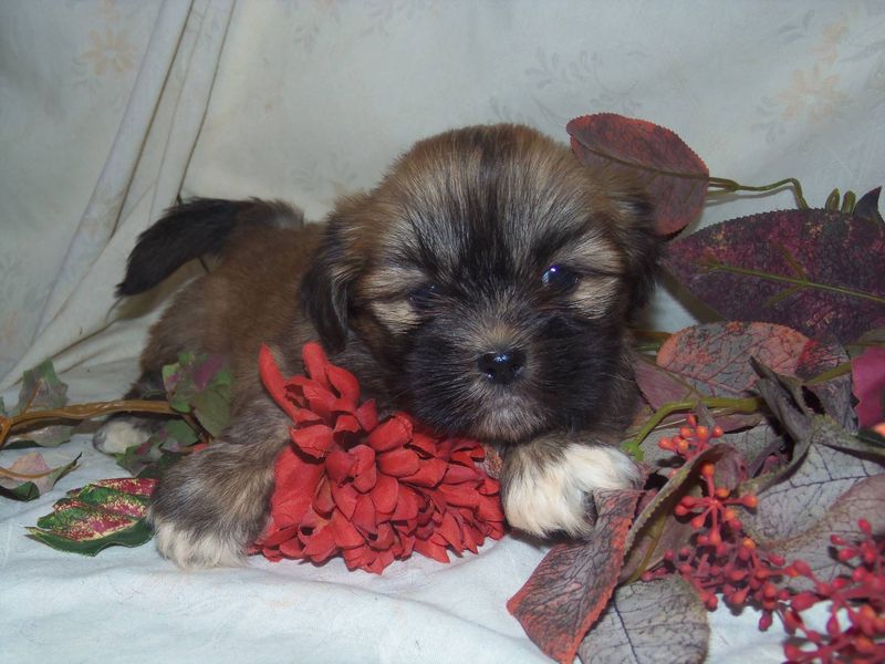 Lhasa Apso Puppies - Countryside Kennels