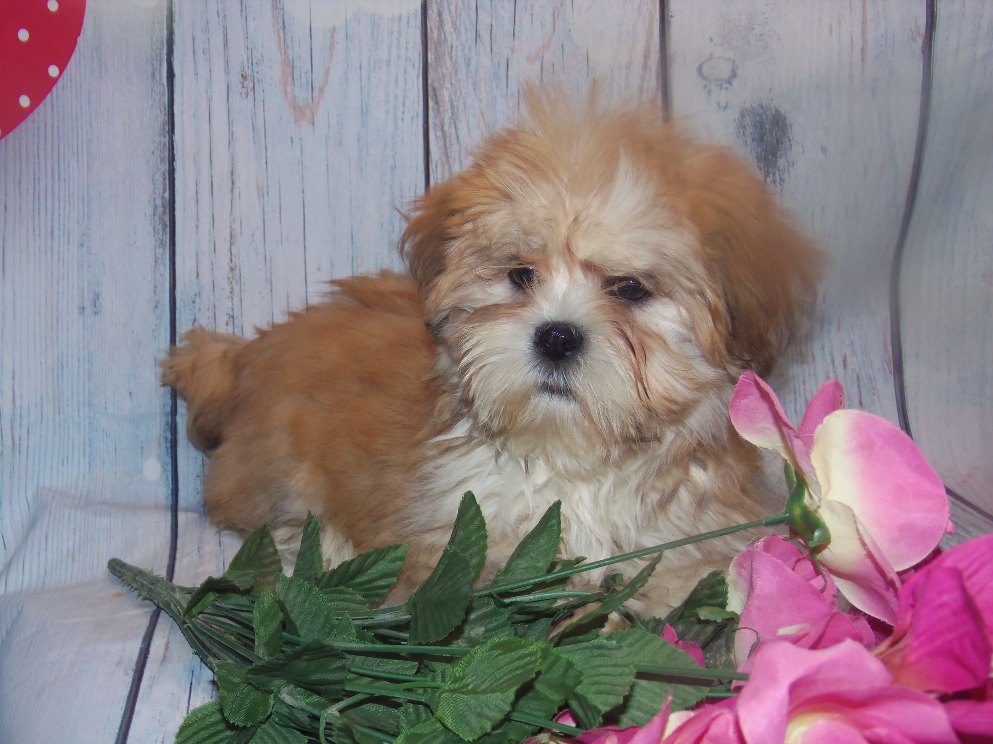Lhasa Apso Puppies - Countryside Kennels