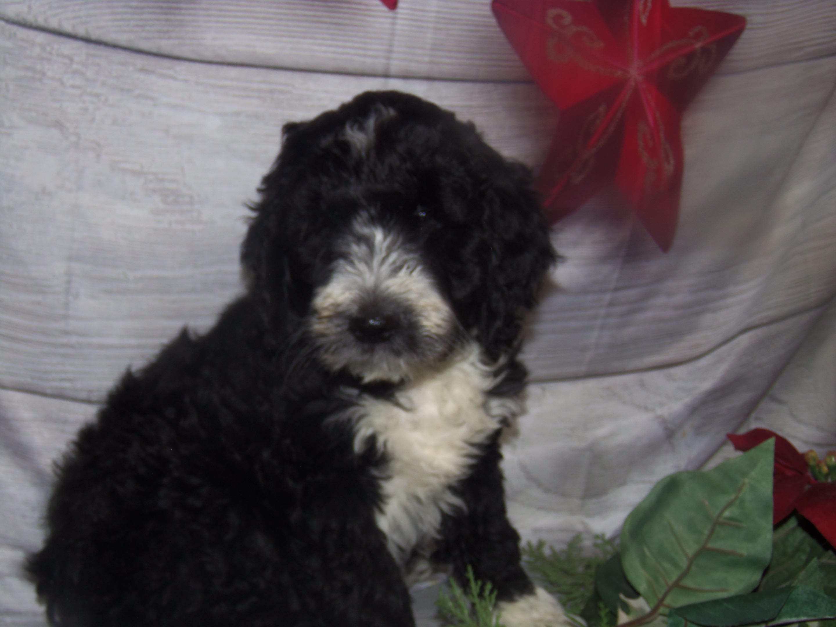 Springerdoodle Puppies - Countryside Kennels