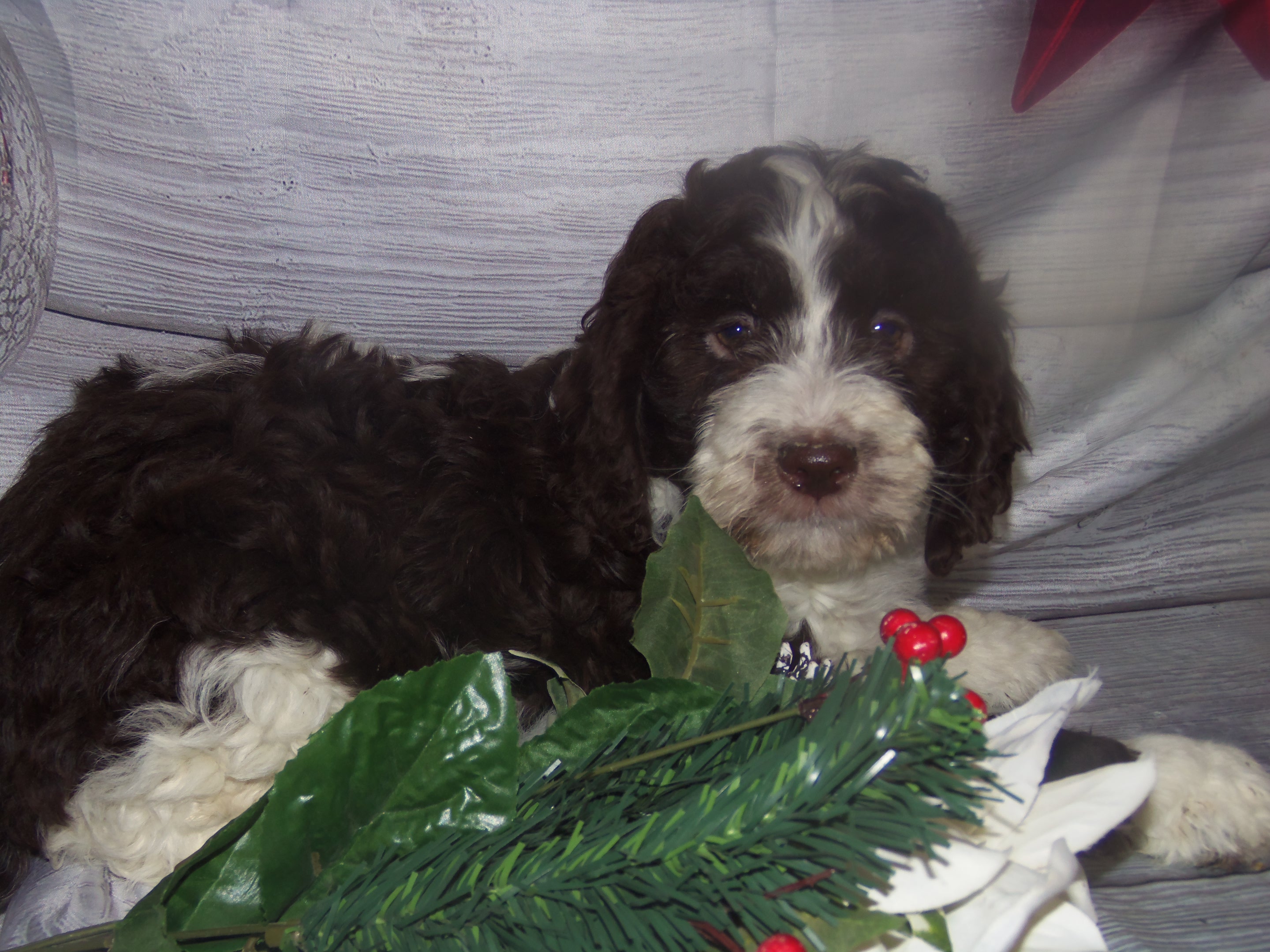 Springerdoodle Puppies - Countryside Kennels