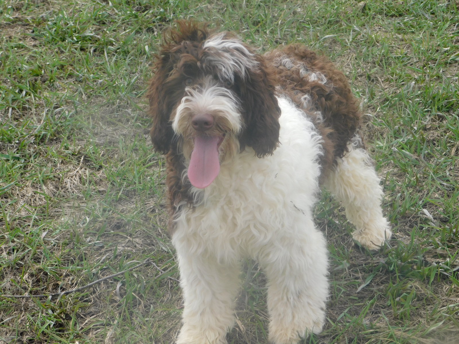 Springerdoodle Puppies - Countryside Kennels