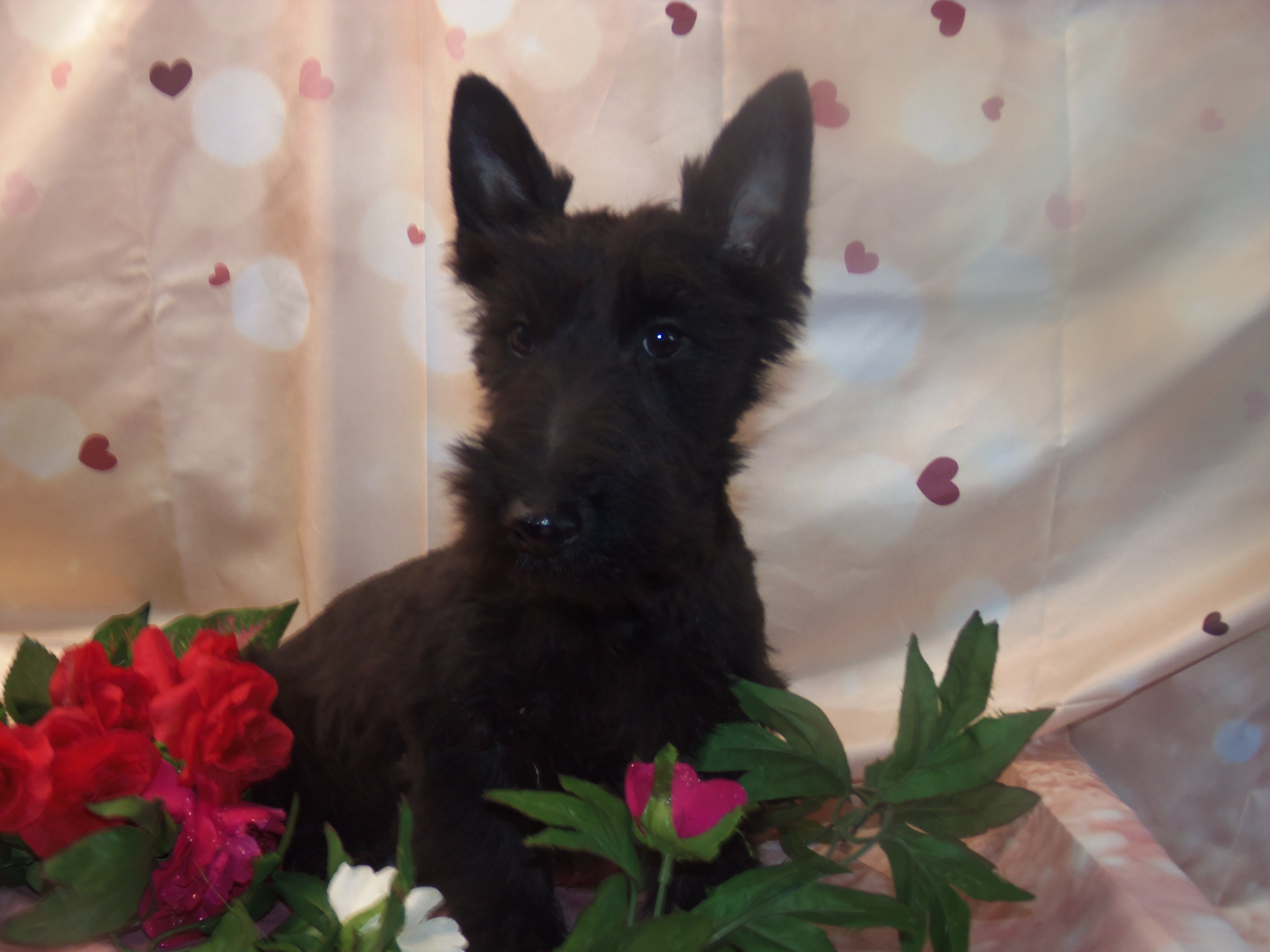 Scottish Terrier Puppies - Countryside Kennels