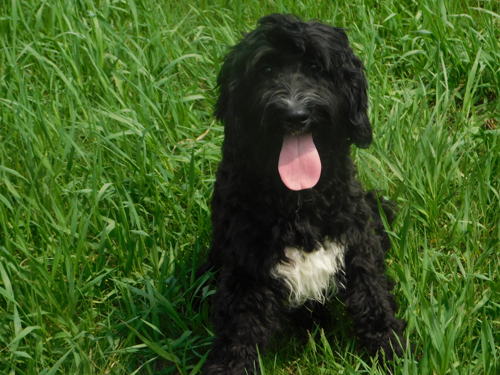 Springerdoodle Puppies - Countryside Kennels