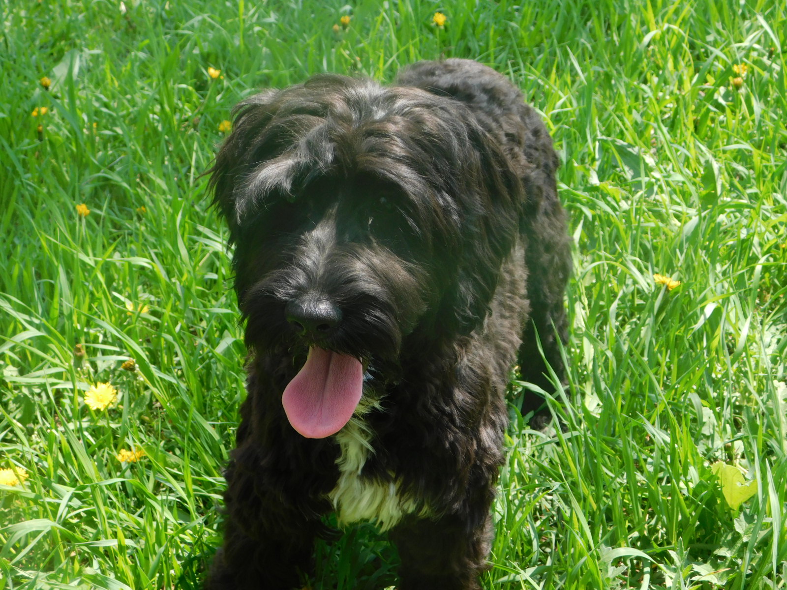 Springerdoodle Puppies - Countryside Kennels