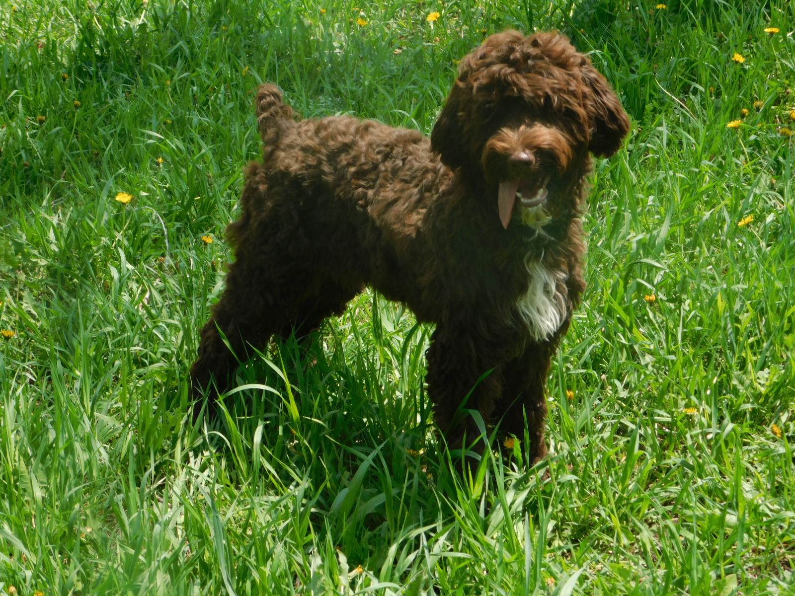 Springerdoodle Puppies - Countryside Kennels