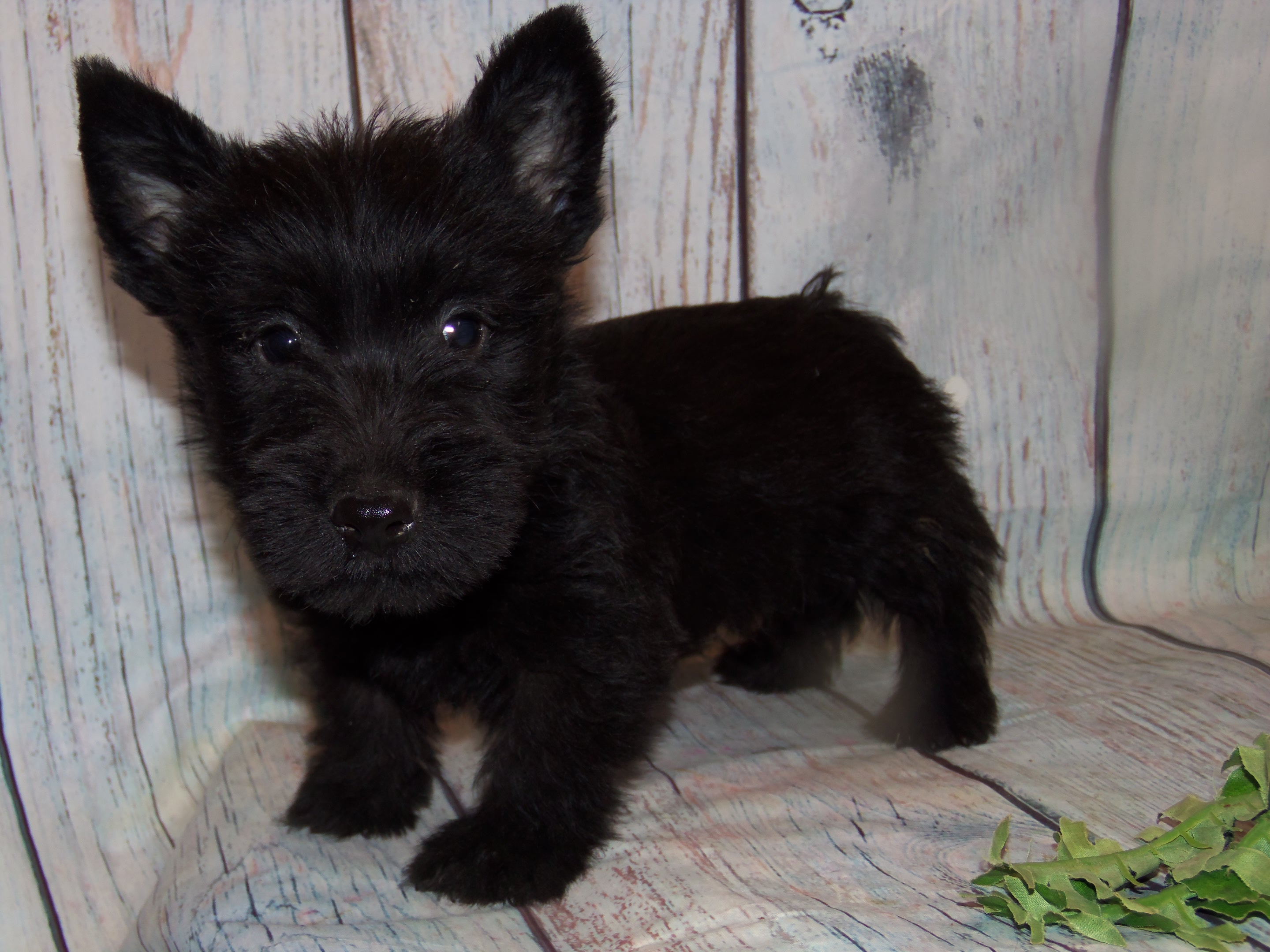 Scottish Terrier Puppies - Countryside Kennels