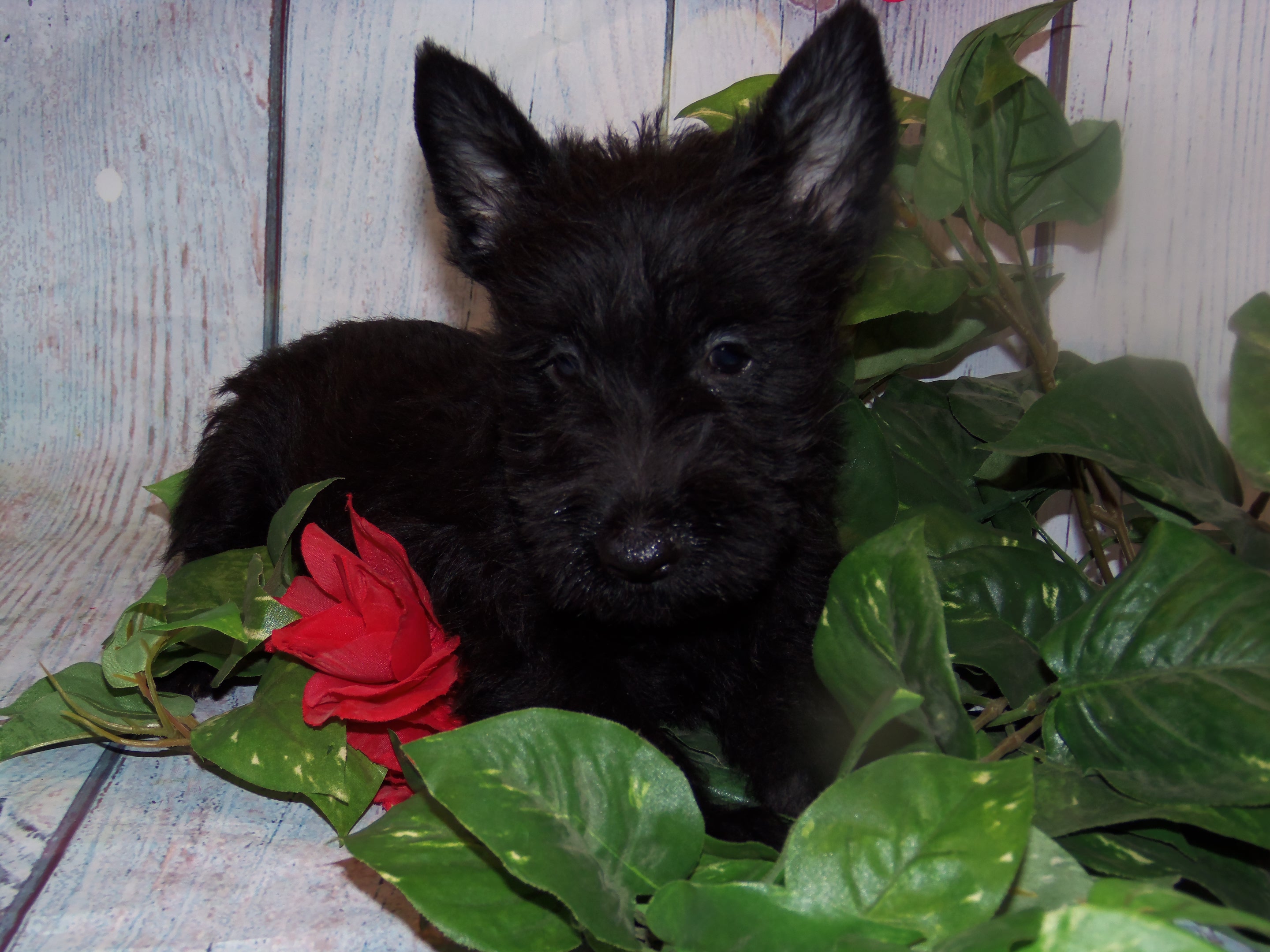 Scottish Terrier Puppies - Countryside Kennels