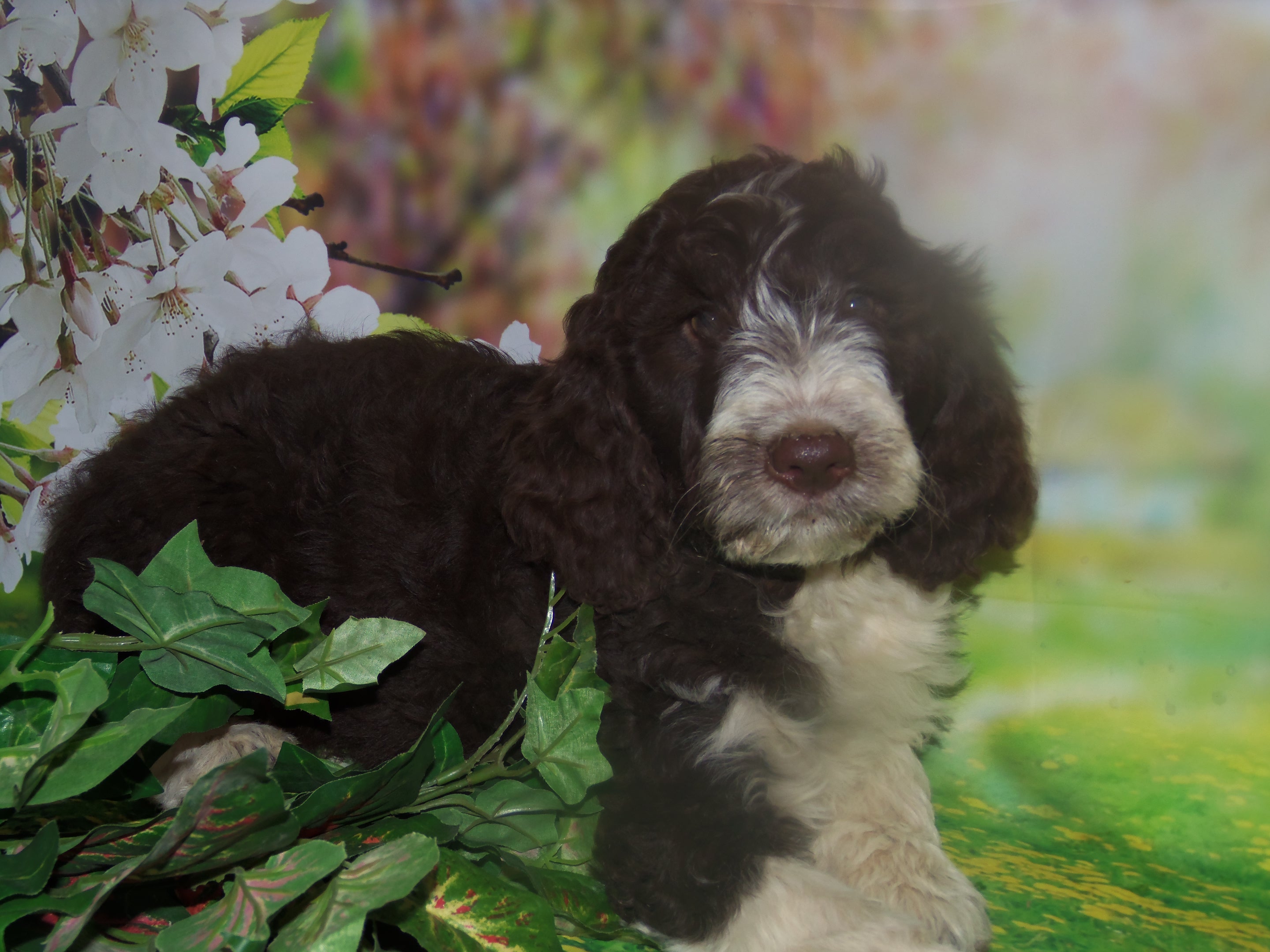 Springerdoodle Puppies - Countryside Kennels