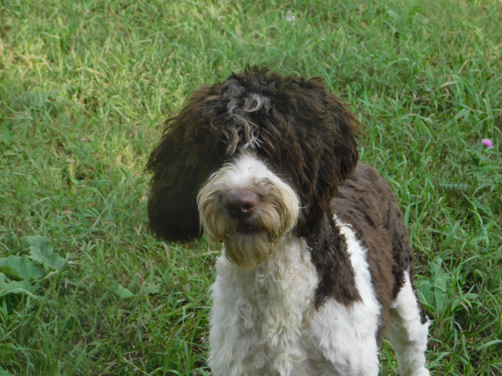 Springerdoodle Puppies - Countryside Kennels