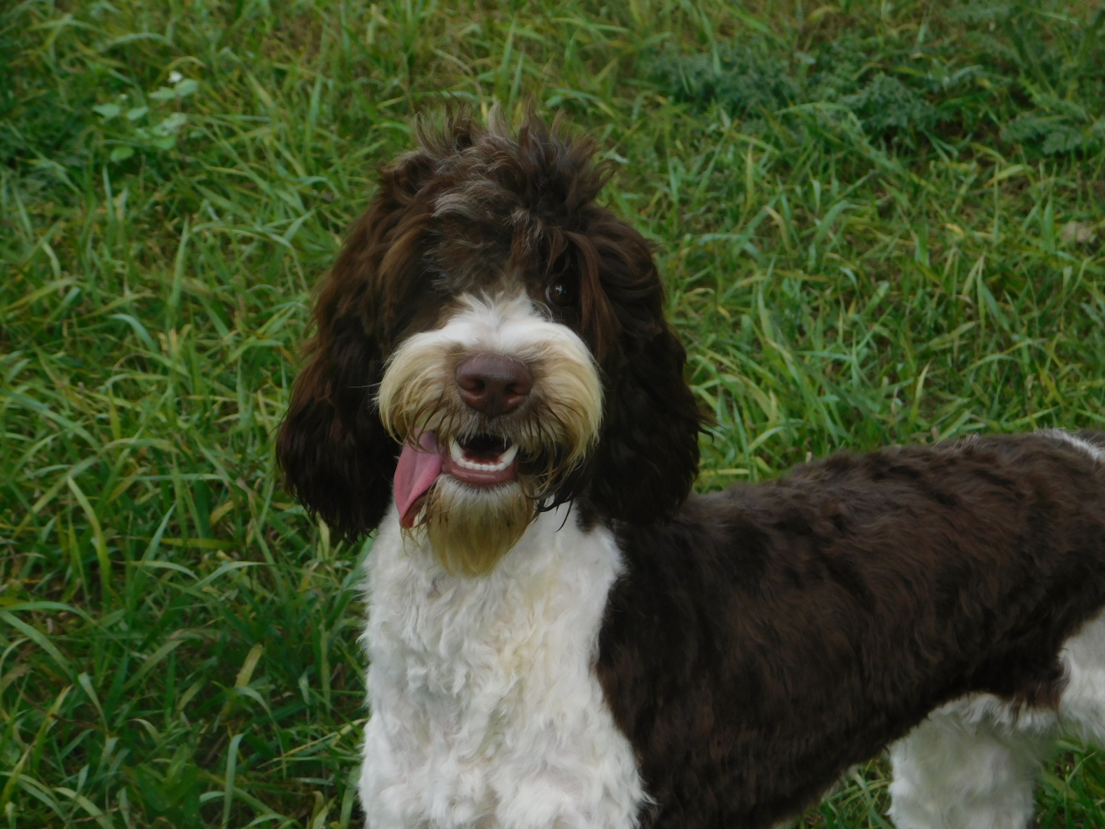 Springerdoodle Puppies - Countryside Kennels