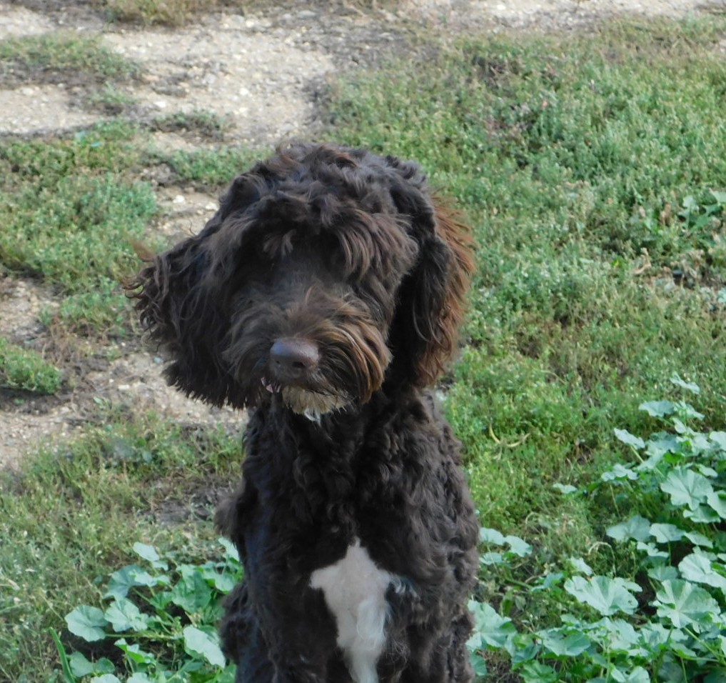 Springerdoodle Puppies - Countryside Kennels