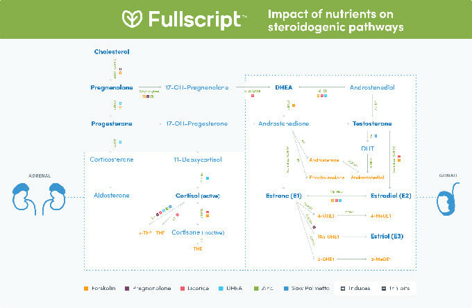 Hormonal Imbalance - the cause of many health issues | Mahaya Naturopathic Clinic