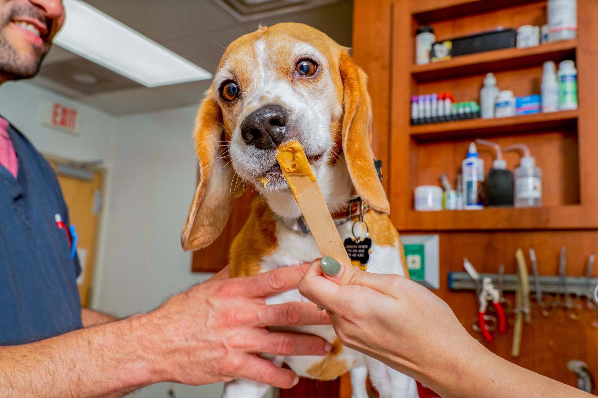 High-Quality Vet Hospital in Alpharetta, GA | Alpharetta Animal Hospital