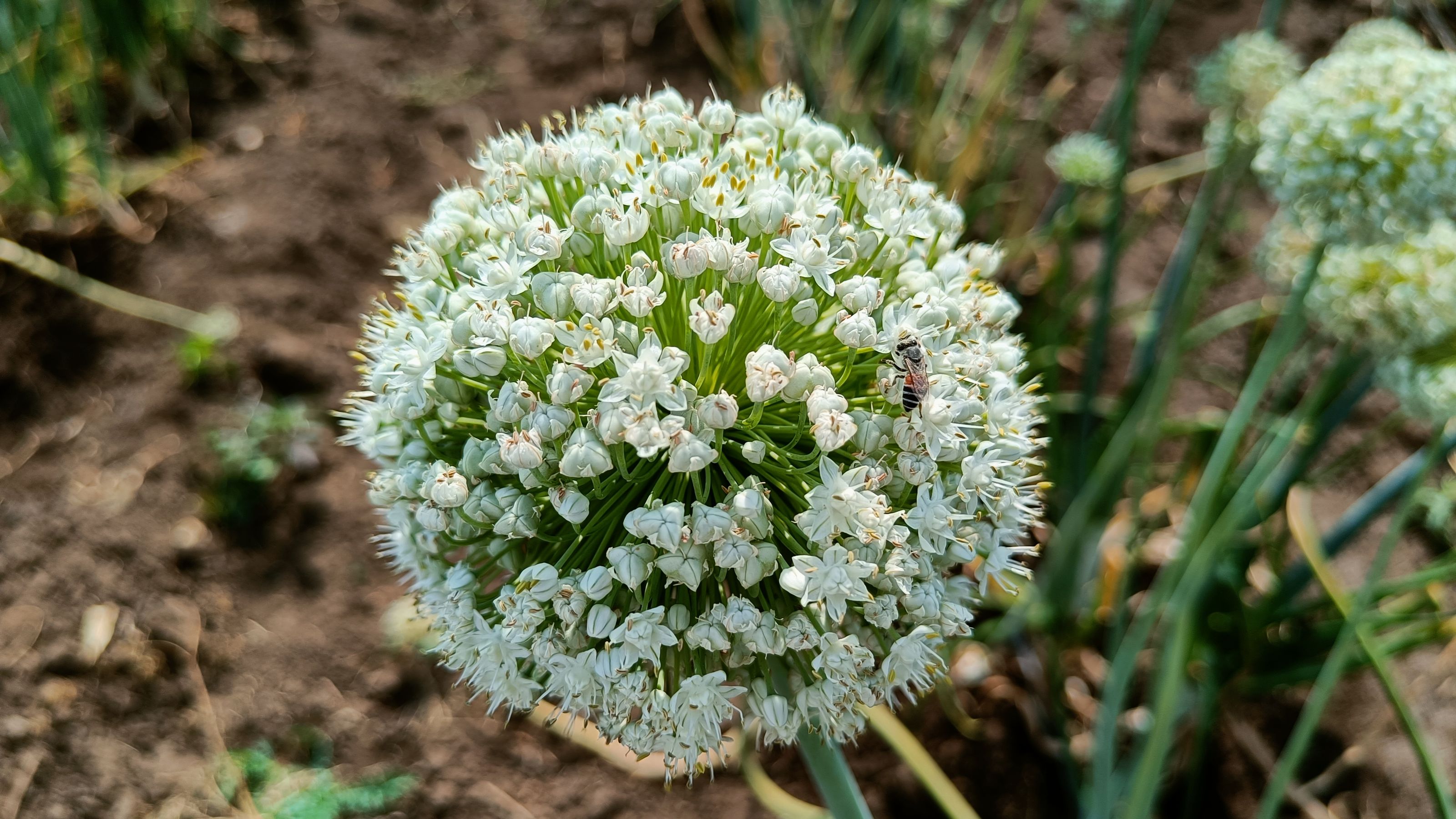 Home - Rahee Natural Seeds