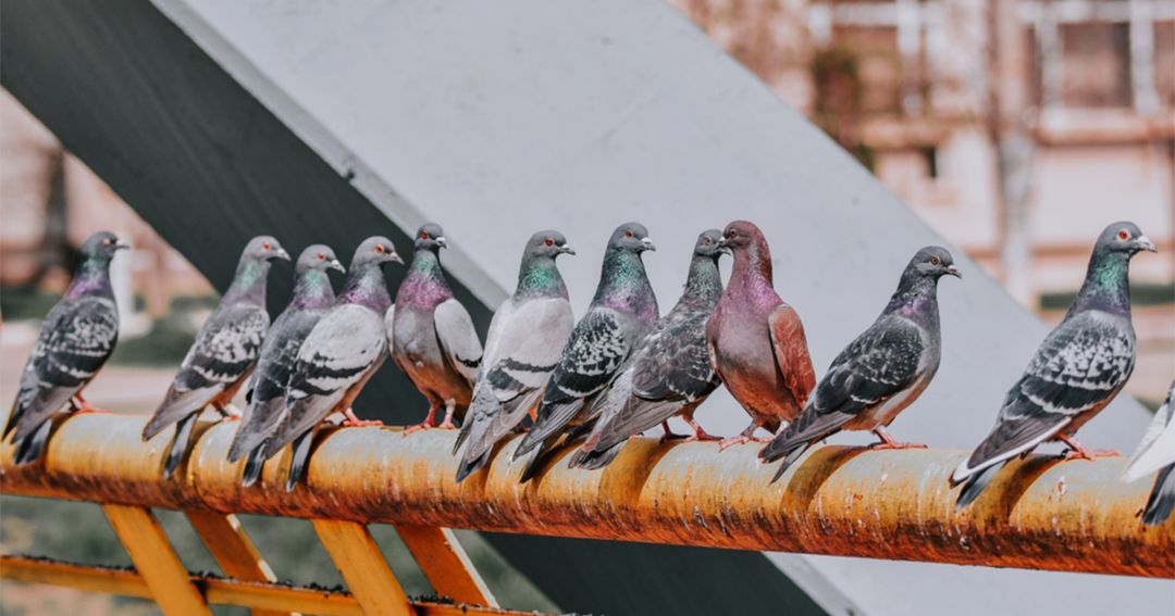 Bird guano, is it hazardous? Absolutely all you need to know! | Summit ...