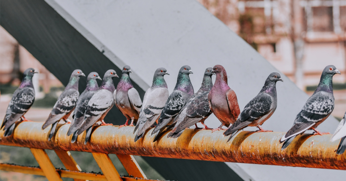 Bird guano, is it hazardous? Absolutely all you need to know! | Summit ...