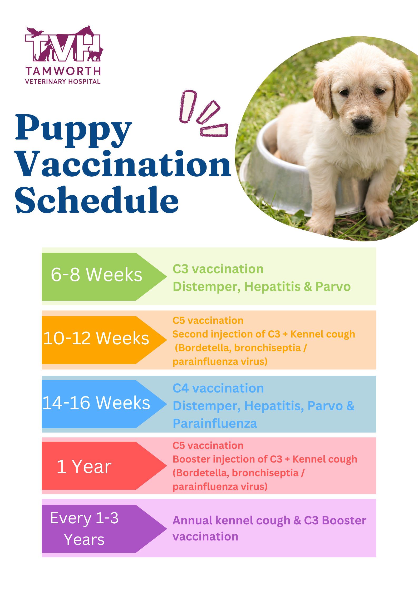 Puppy Vaccination Schedule - New Pet Parent | Tamworth Veterinary Hospital