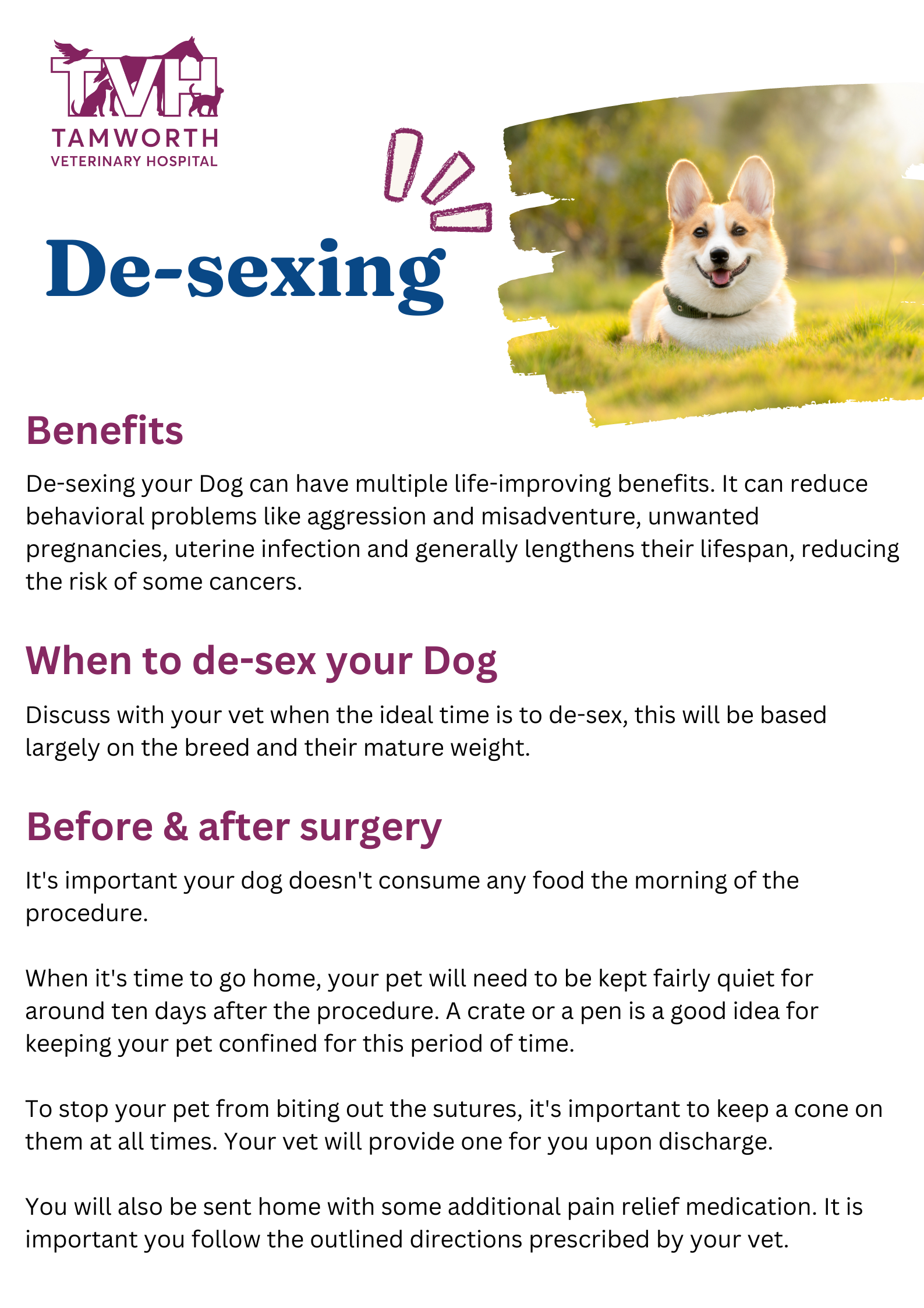 De-sexing Your Puppy - New Pet Parent | Tamworth Veterinary Hospital