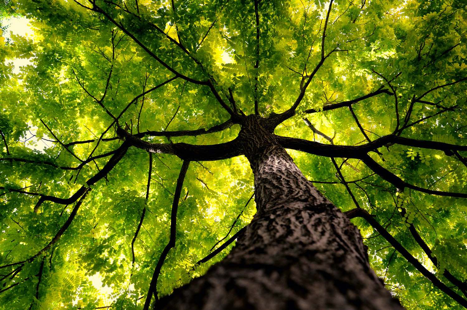 When does a tree become more than wood? - Cases - IS IT A BIRD