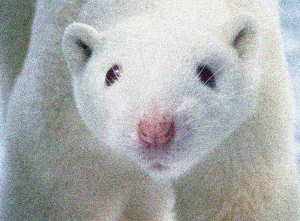 What would a rat do? - Buzz - IS IT A BIRD