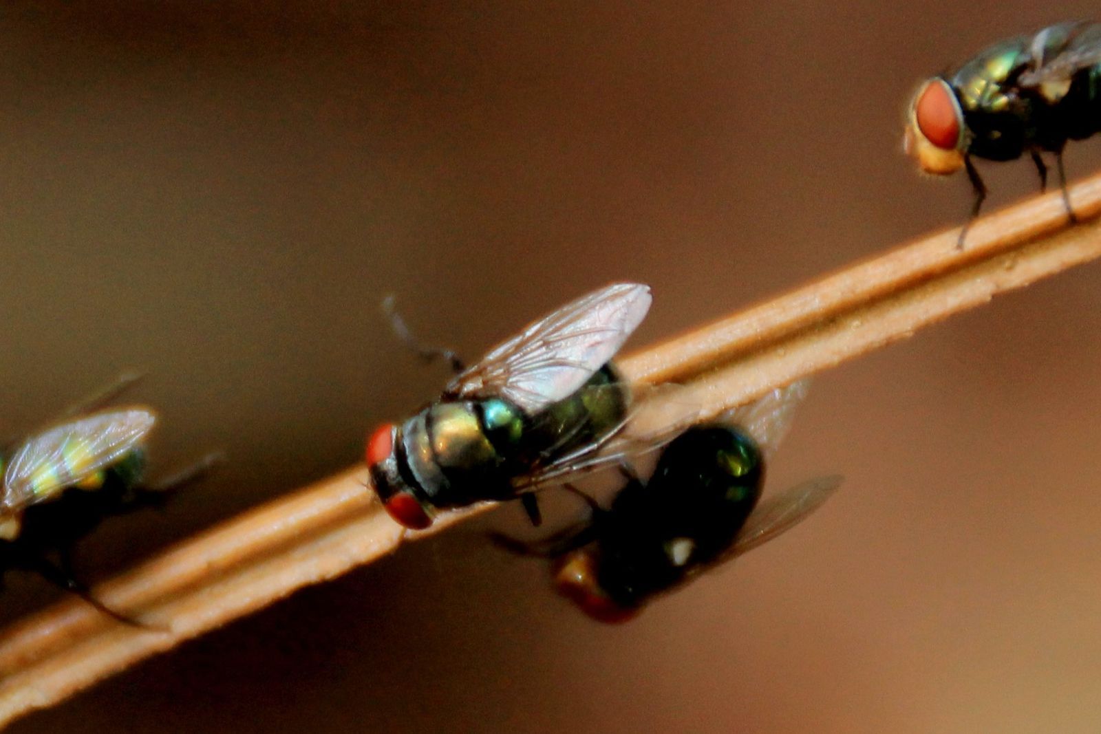 Ongedierte bestrijden