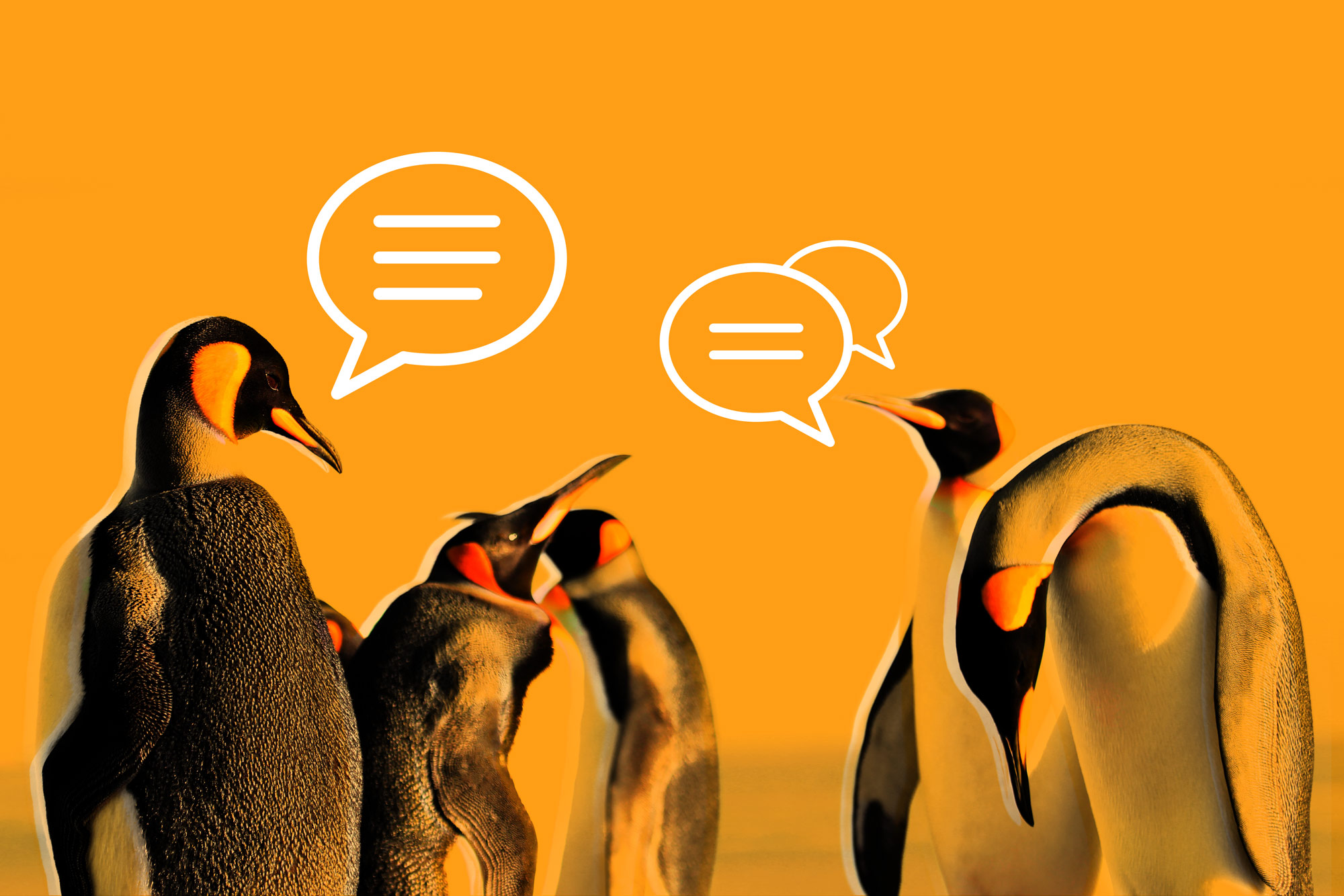 Chat with the Penguins | Bold Penguin