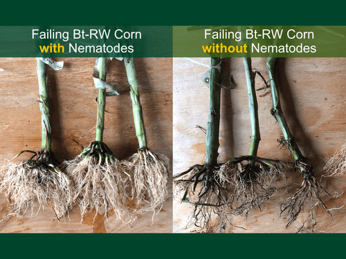Persistent Corn Crop Protection | Persistent BioControl