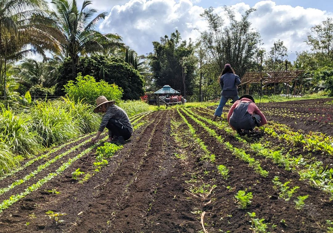 Learn to Grow with HIP Ag: Free Agricultural Workshops in Hawai'i