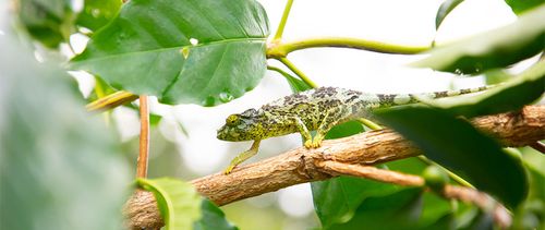 Explore the Fascinating Origin Story of Jackson Chameleons and Their ...