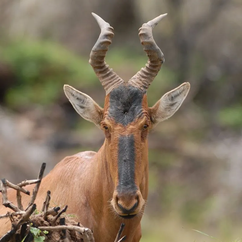 Hopewell Private Game Reserve | African Lodge and Safaris