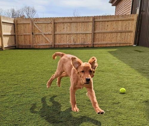 Dog Daycare Goodrich MI | Ugly Dog Daycare & Training