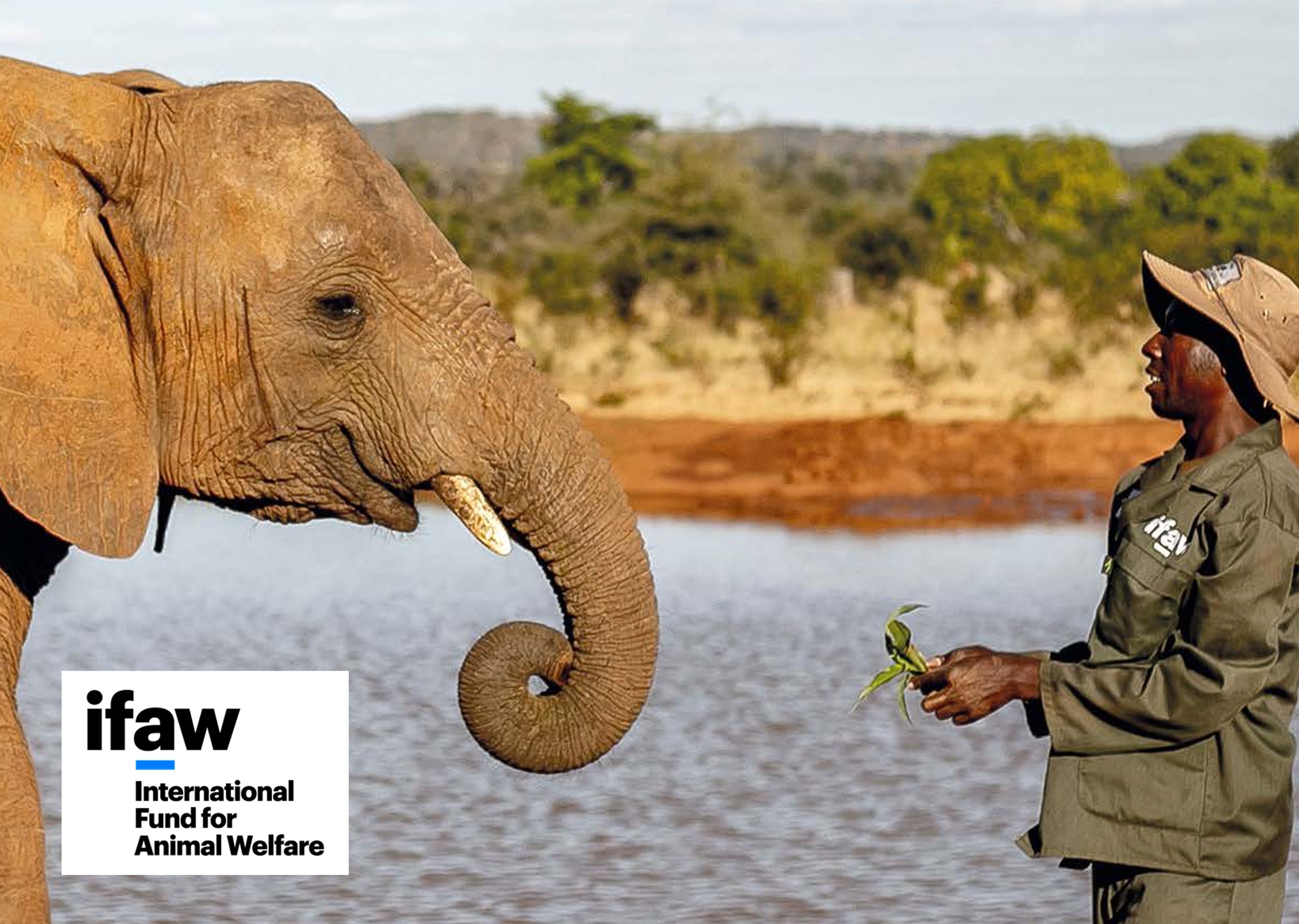 IFAW | Catsnake | The Story Agency