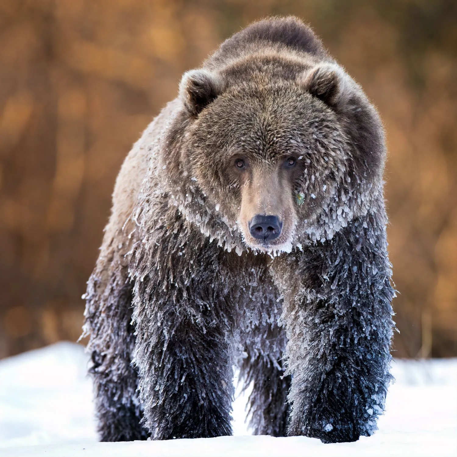 Kodiak and Its Bears - Kodiak Brown Bear Trust