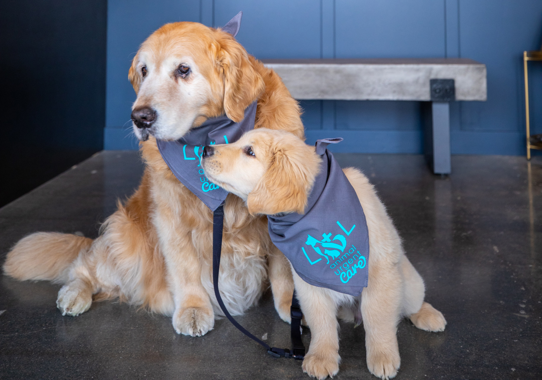 High-Quality Vet Hospital in Kirkland, WA| L & L Animal Urgent Care