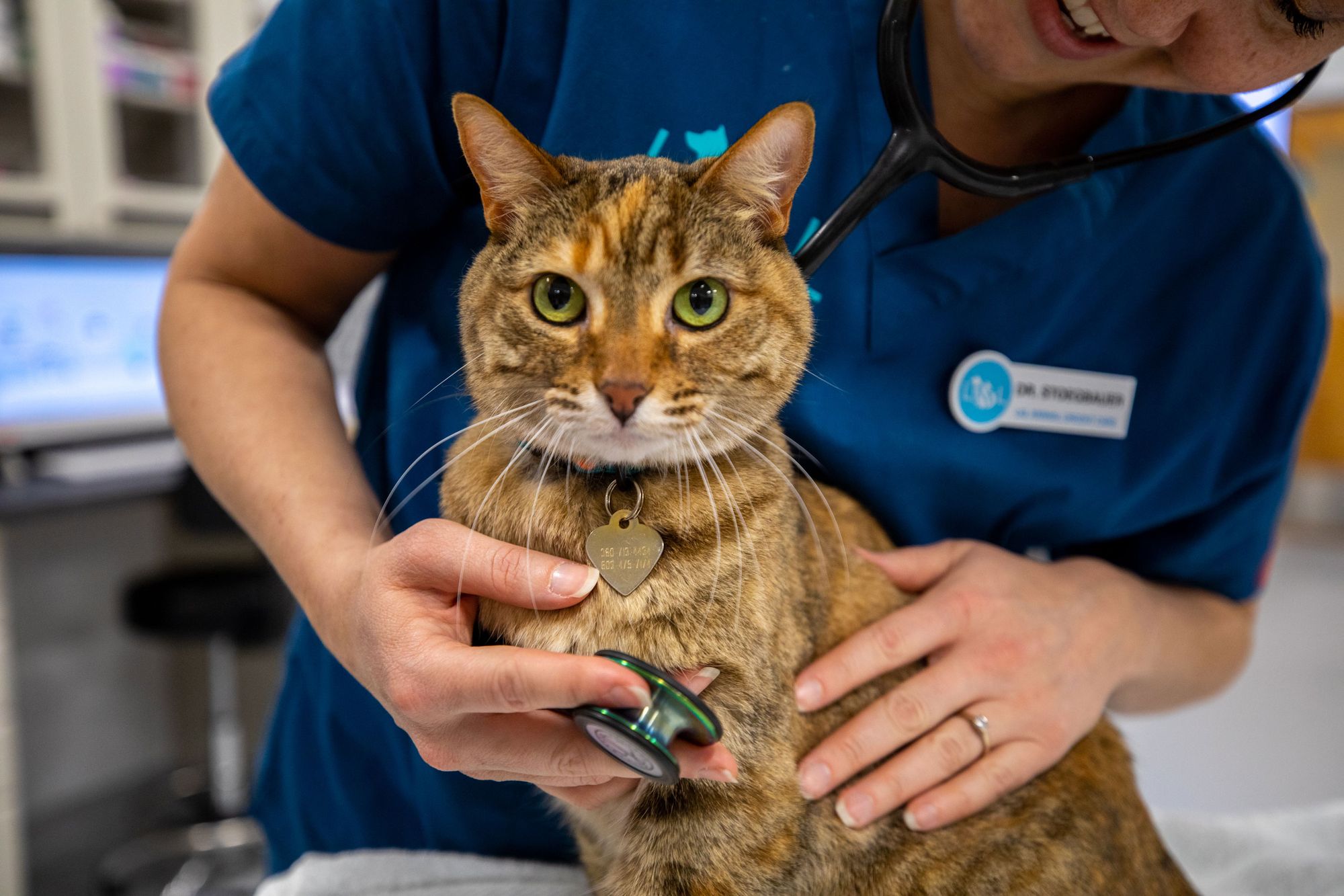 Pet Electrocardiograms I L & L Animal Urgent Care