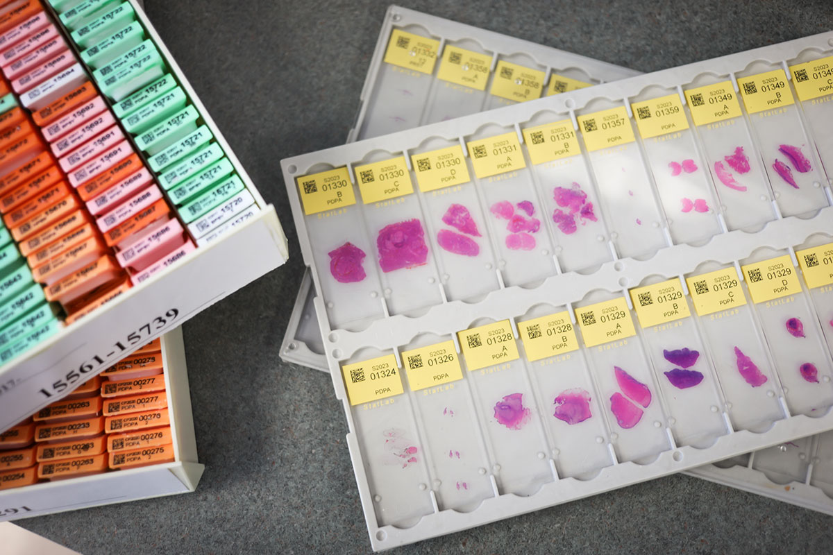 Contact - Pee Dee Pathology