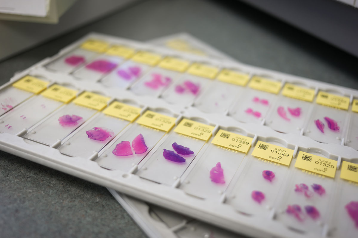 Specimen Submission - Pee Dee Pathology