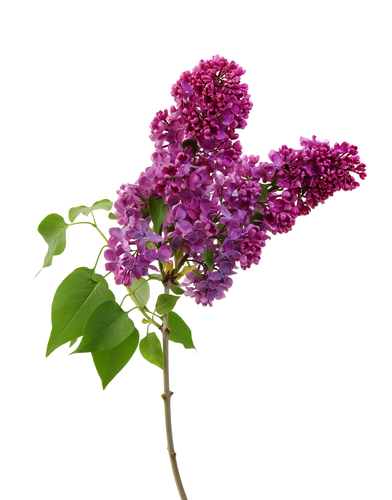 Meet Lilach - Leibenson Specialist Clinic | Tamworth NSW