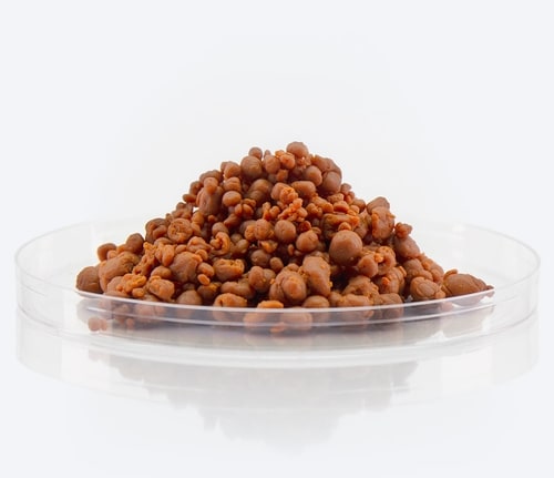 Krill collection for Pet nutrition