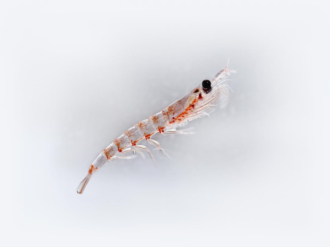 Sustainable krill harvesting