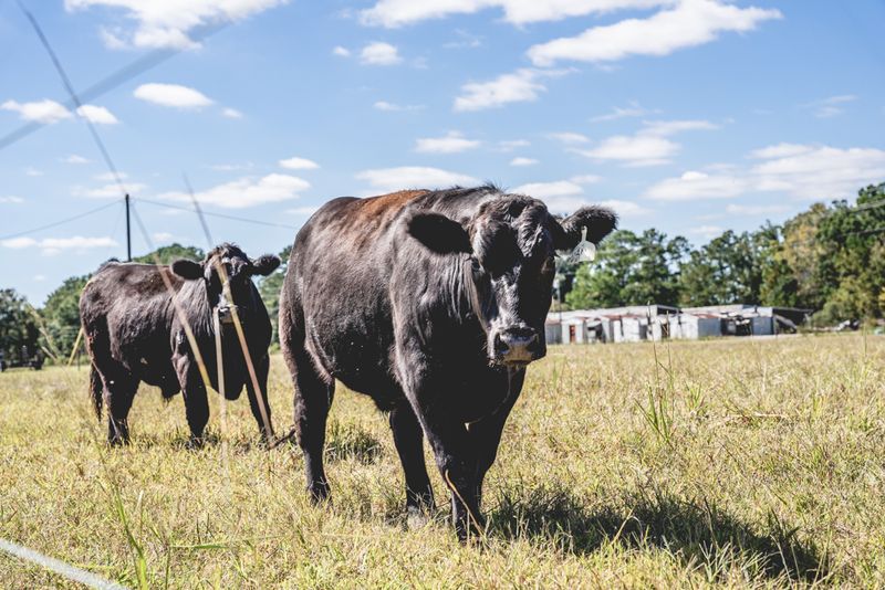 About Our Grass-Fed Grain-Finished Beef | Oak Cattle Farms