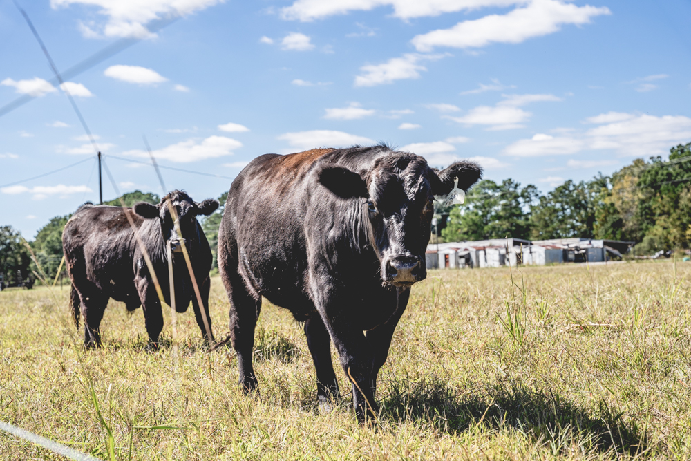 Grass-Fed Beef From Cattle Farms in NC | Oak Cattle Farms