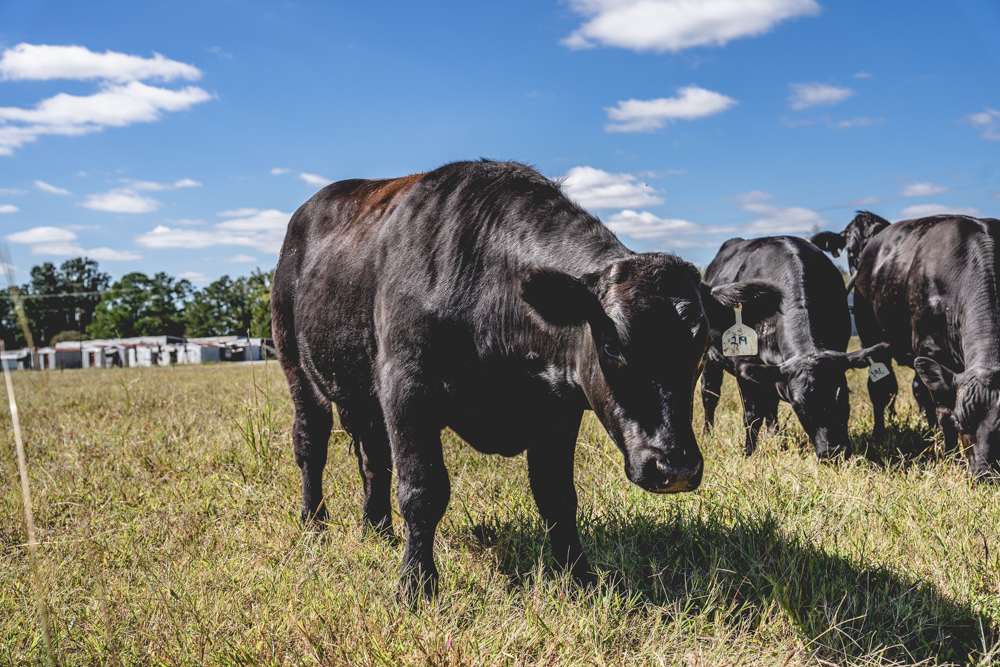 Grass-Fed Beef From Cattle Farms in NC | Oak Cattle Farms