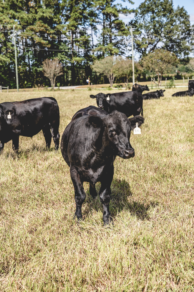 Grass-Fed Beef From Cattle Farms in NC | Oak Cattle Farms