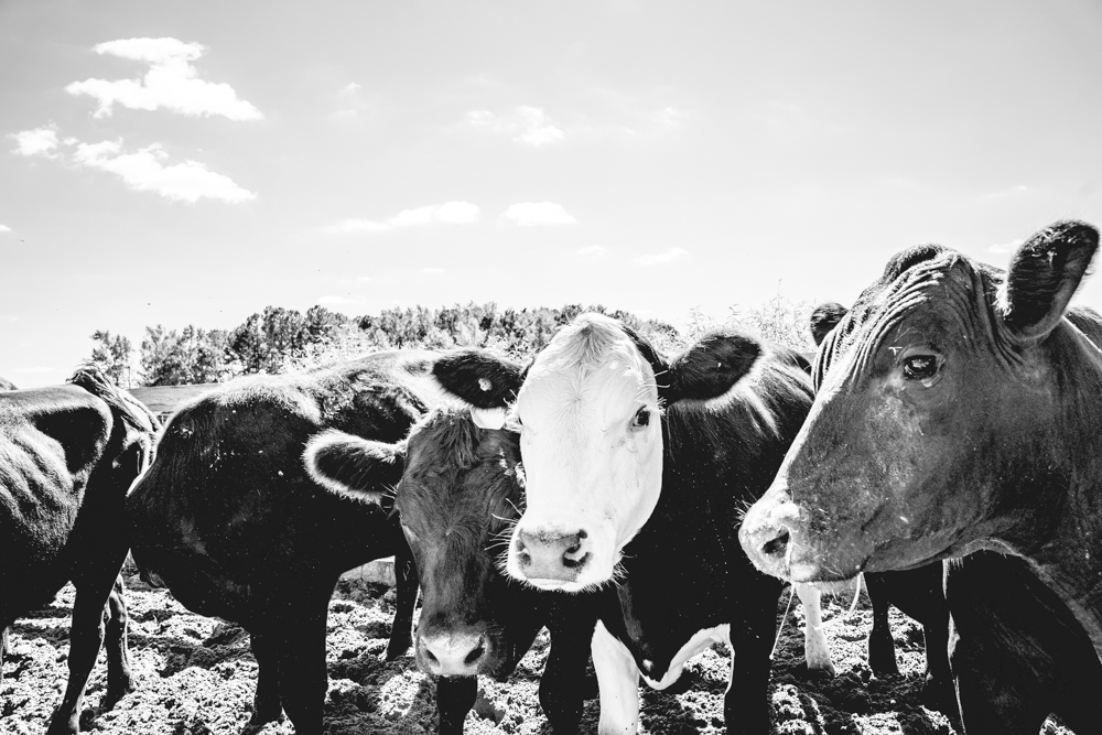 Grass-Fed Beef From Cattle Farms in NC | Oak Cattle Farms