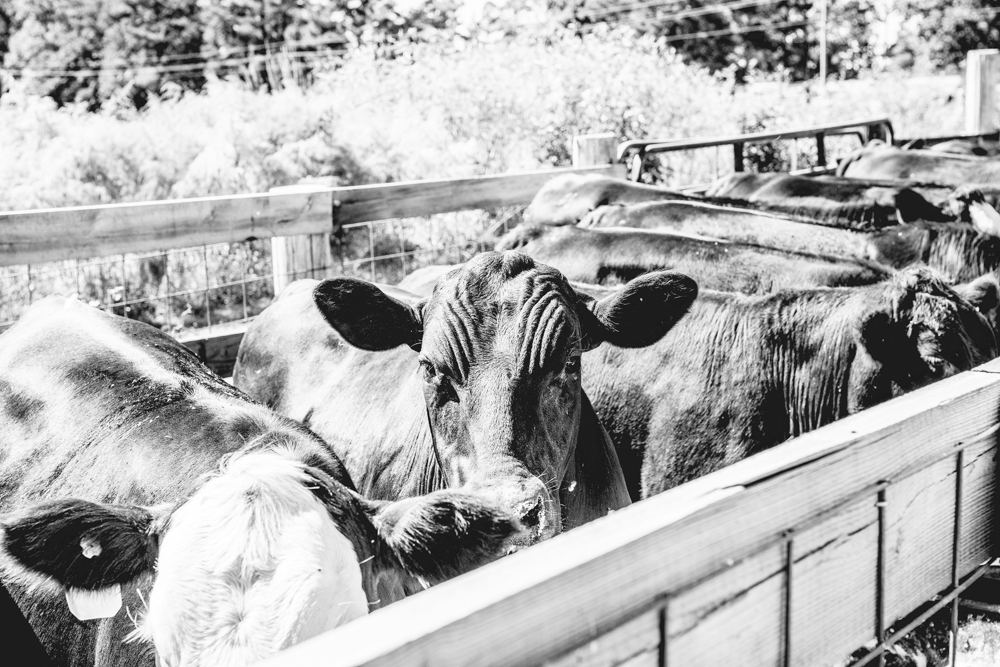 About Our Grass-Fed Grain-Finished Beef | Oak Cattle Farms