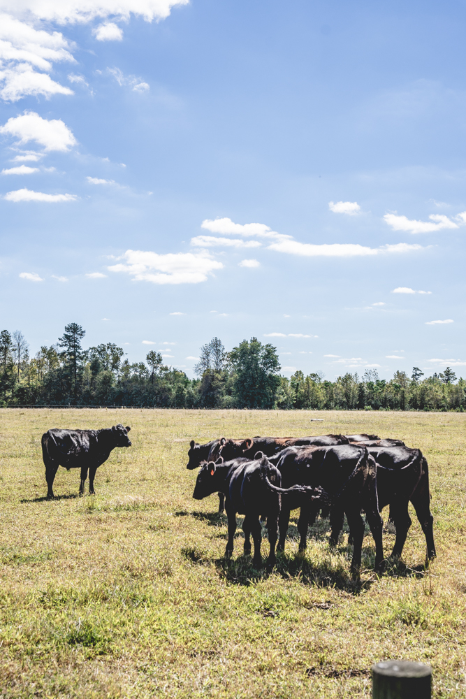 About Our Grass-Fed Grain-Finished Beef | Oak Cattle Farms