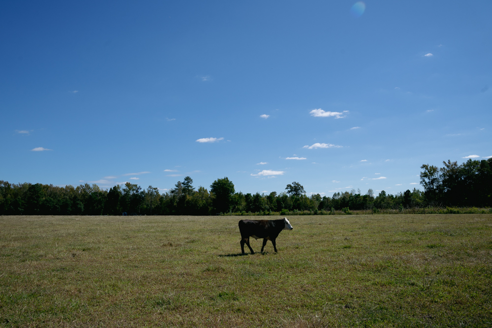 Notably Natural: Oak Cattle Farms in NC | Oak Cattle farms