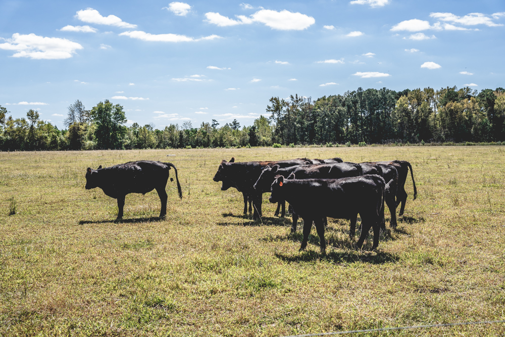 Beyond the Pasture: The Truth Behind Pasture Raised vs Factory Raised ...