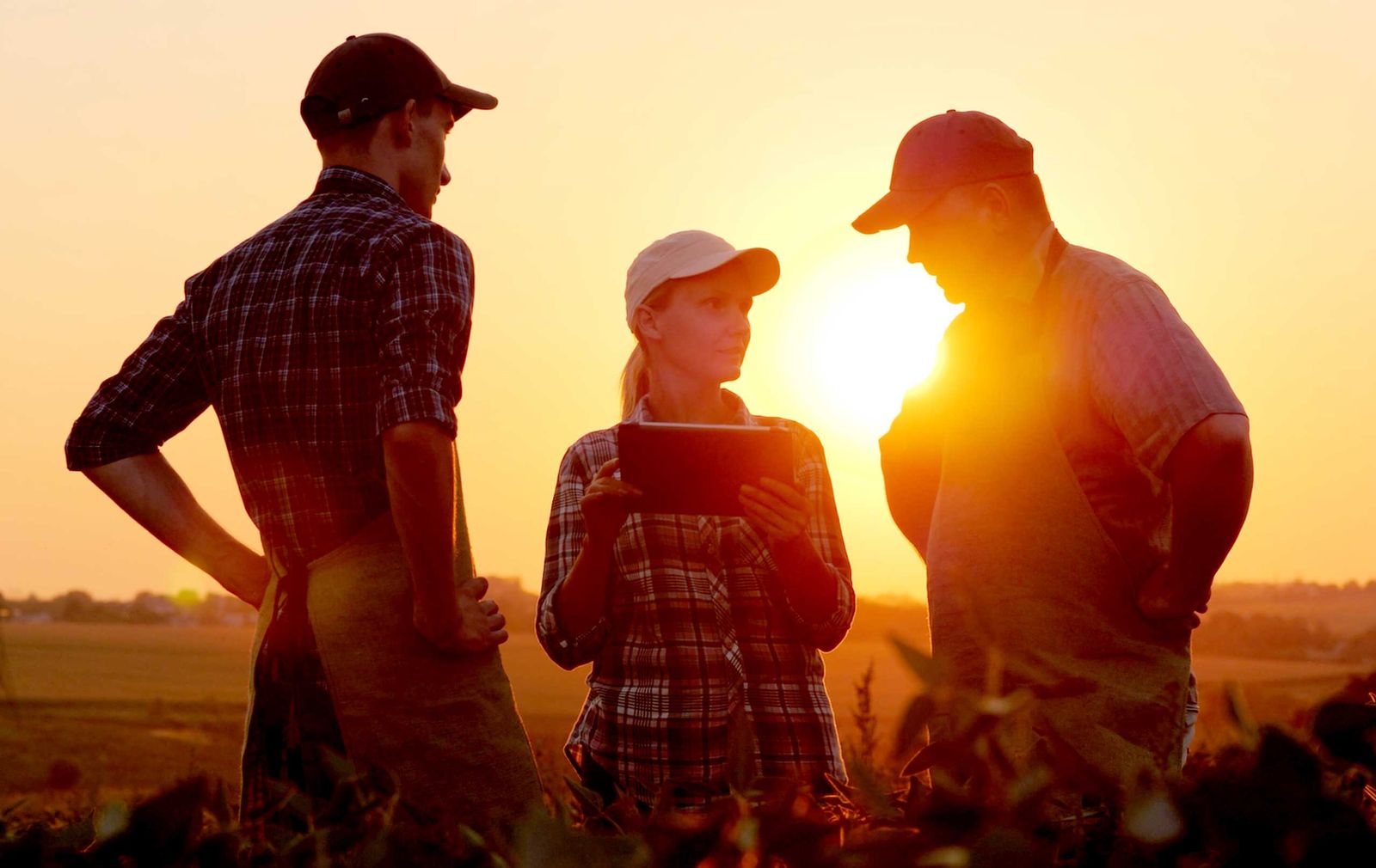 Alberta Solar 2 Project | Proteus Power